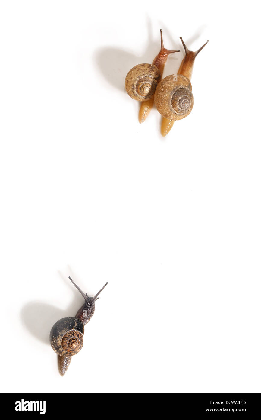 Snail couple hi-res stock photography and images - Alamy