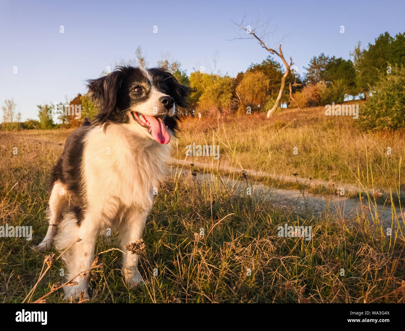 Happy old dog portrait standing on the dry grass field near the forest ...