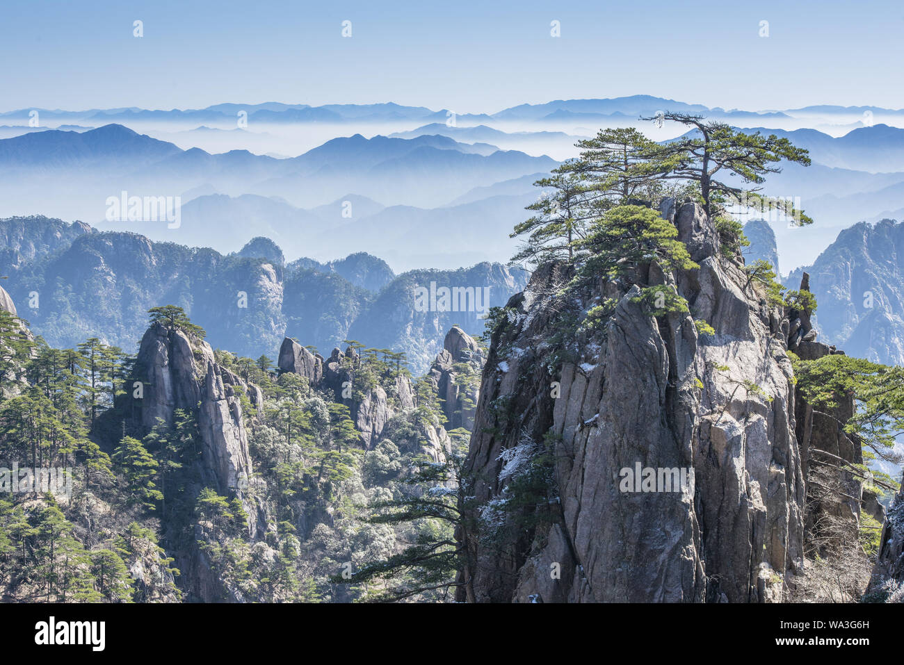 Huangshan pine tree hi-res stock photography and images - Alamy