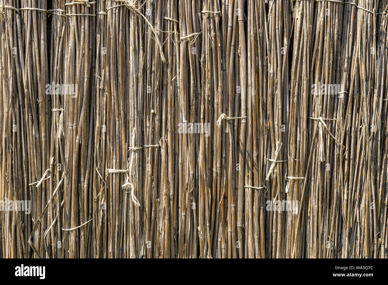 A background of dry reeds drawn by wire. Gray fence of dry stems. Dry ...