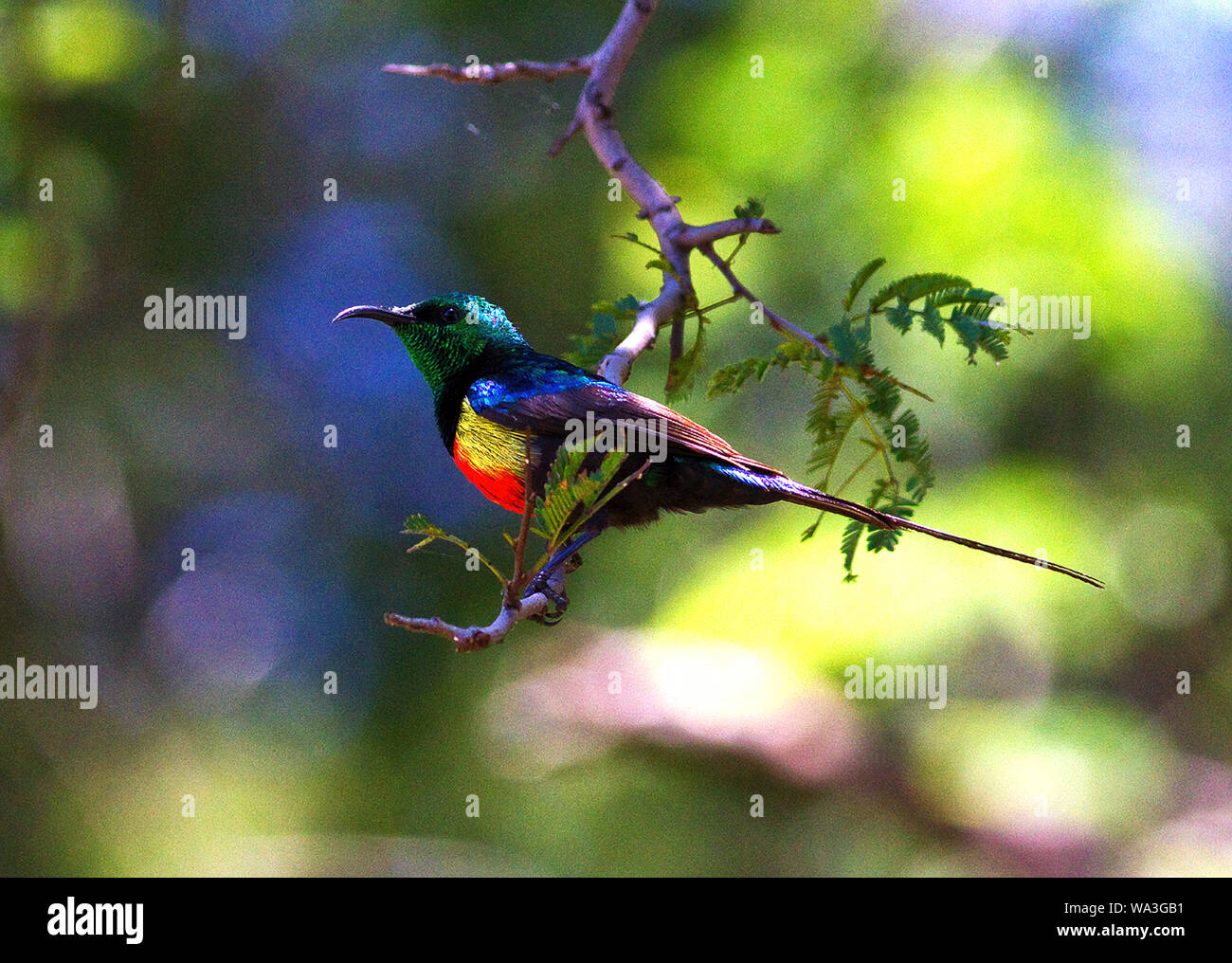 The male Beautiful Sunbird is a dazzling wonder of colour and ...