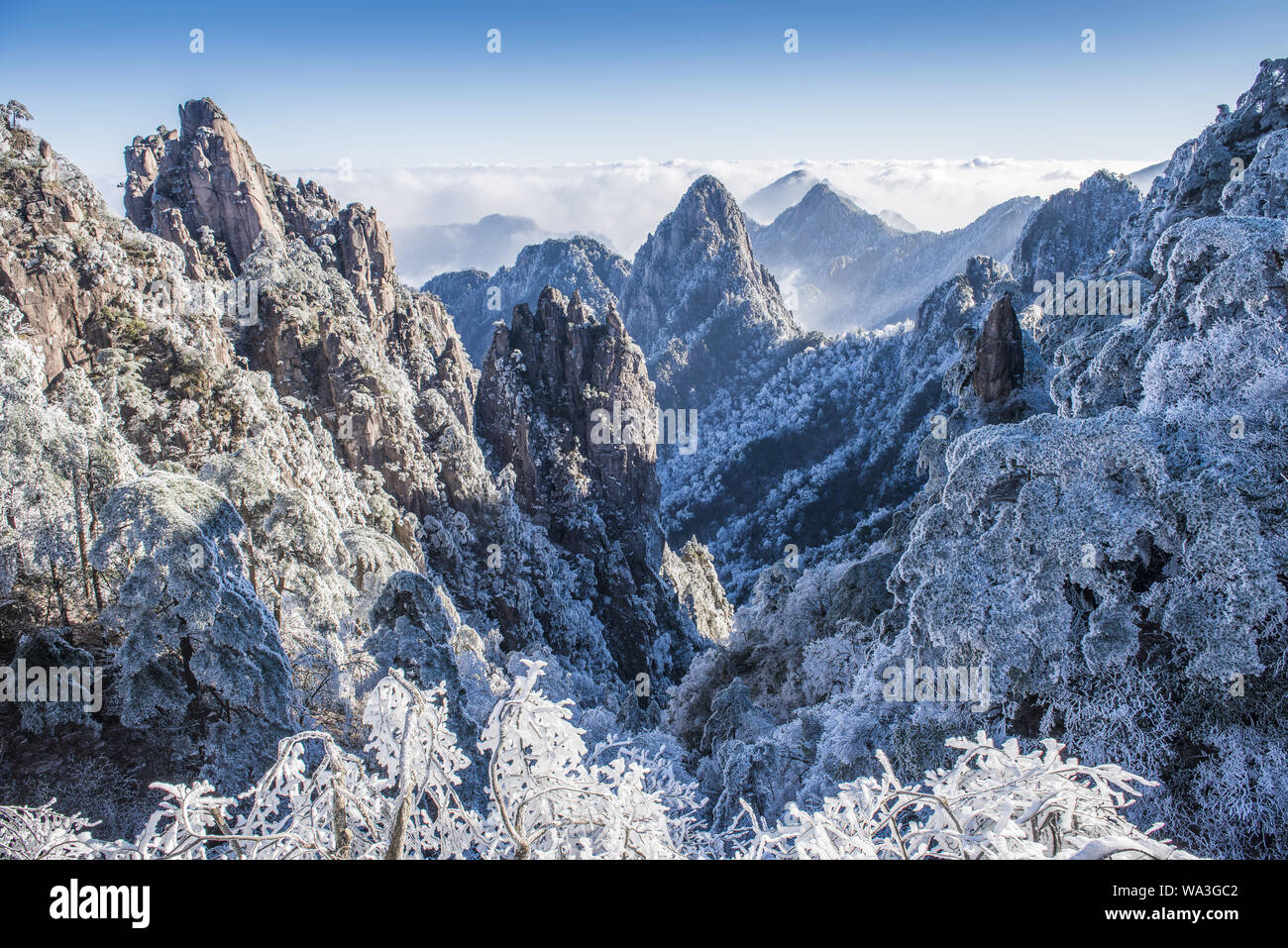 Huangshan pine tree hi-res stock photography and images - Alamy
