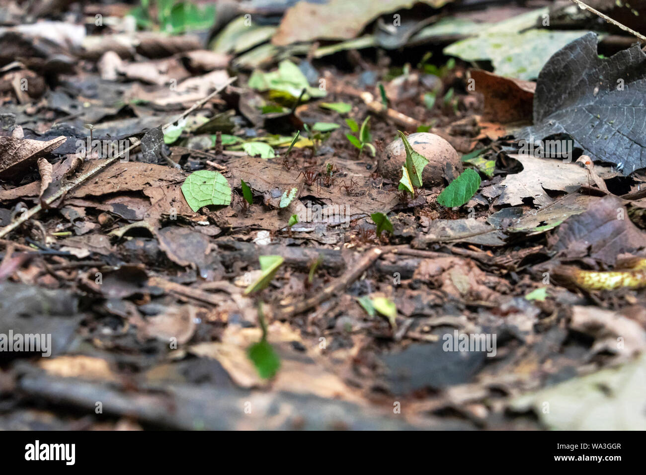 Abstract slightly blurred background with insect live scene in the ...