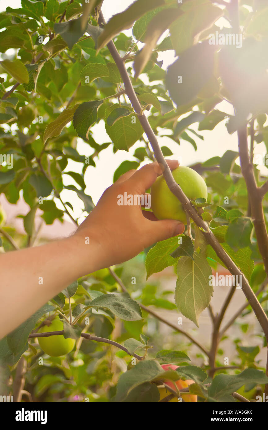 A man's hand picking an apple from a tree Stock Photo - Alamy