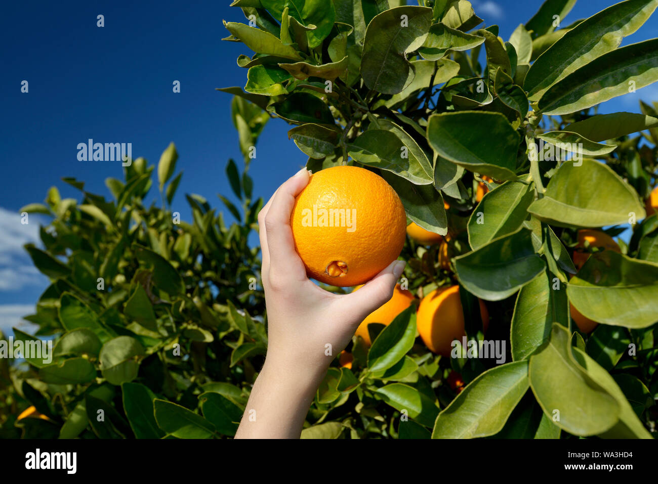 Hand gathering hi-res stock photography and images - Alamy