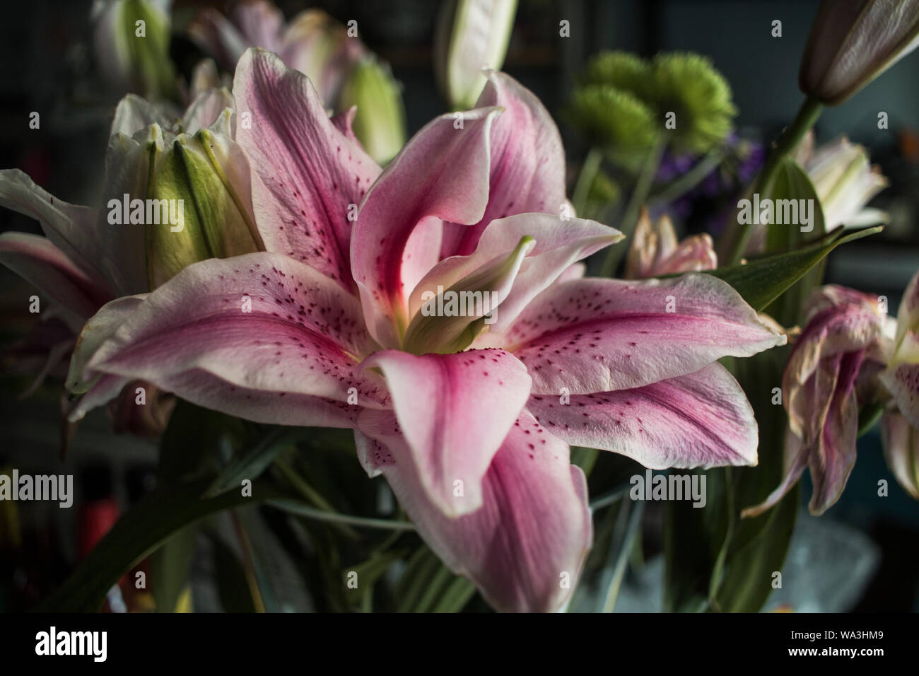 Pink lilium hi-res stock photography and images - Alamy