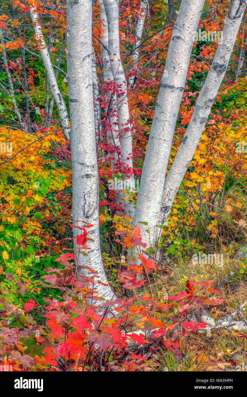 Autumn fall foliage in forest white birch Stock Photo - Alamy