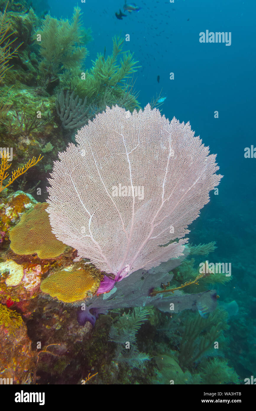 Caribbean coral reef with very large barrel sponge Stock Photo - Alamy