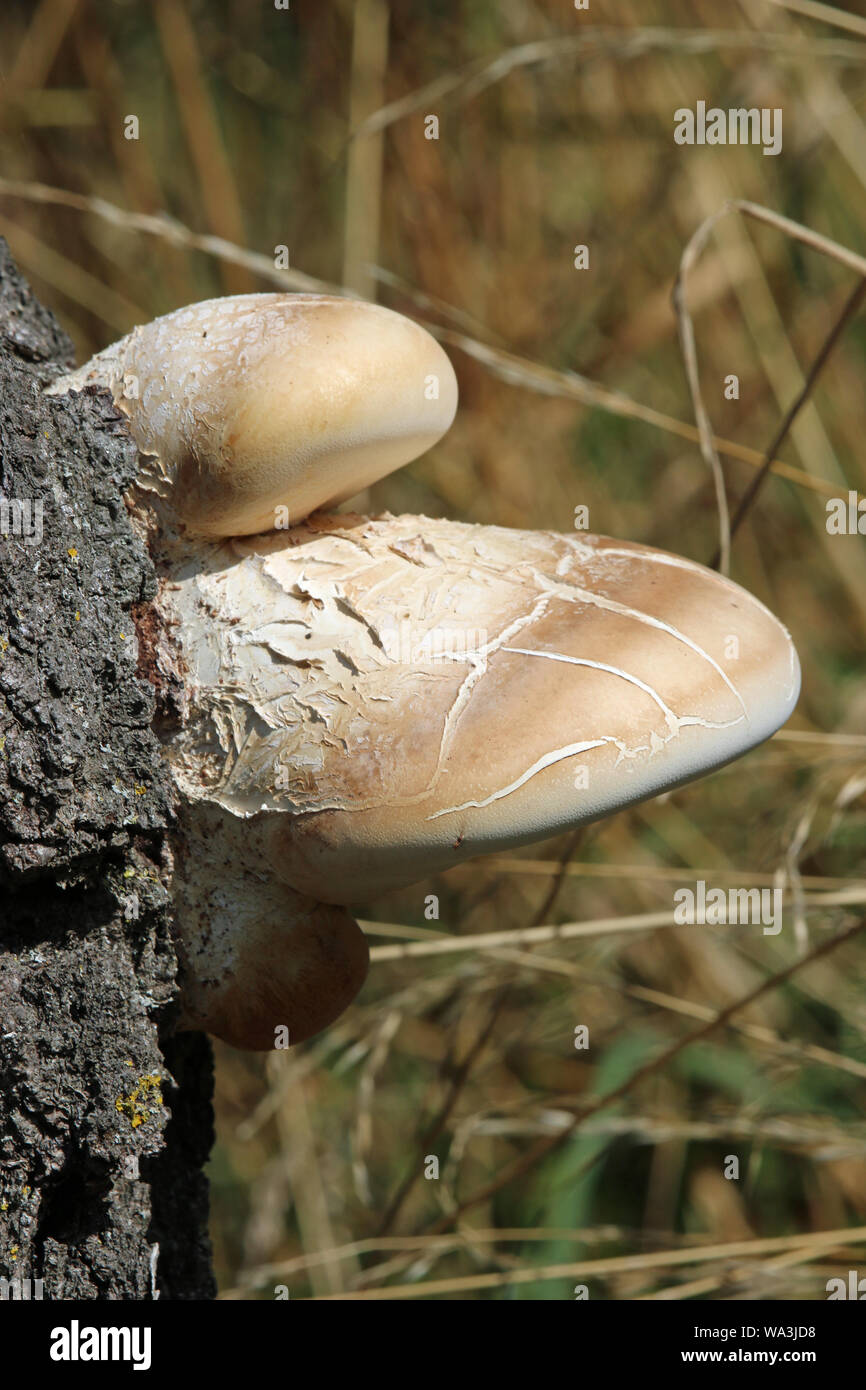 Birch polypore, Piptoporus betulinus, bracket fungus growing out of the ...