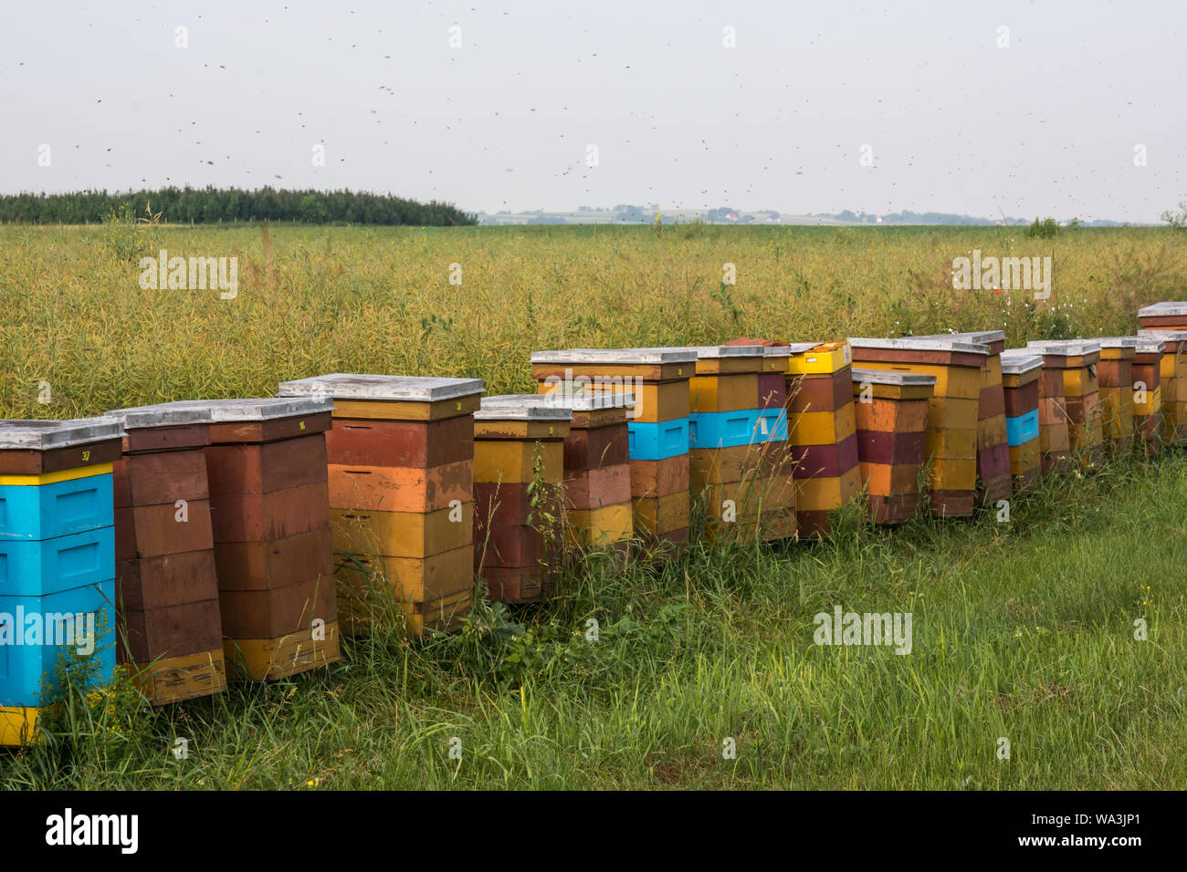 Beehive and meadows hi-res stock photography and images - Alamy