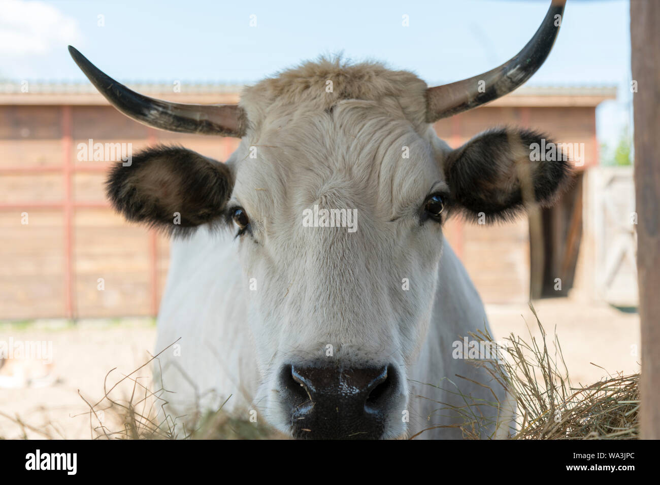 A white cow chewing hay behind the corral fence. Cows eat hay. Bulls ...