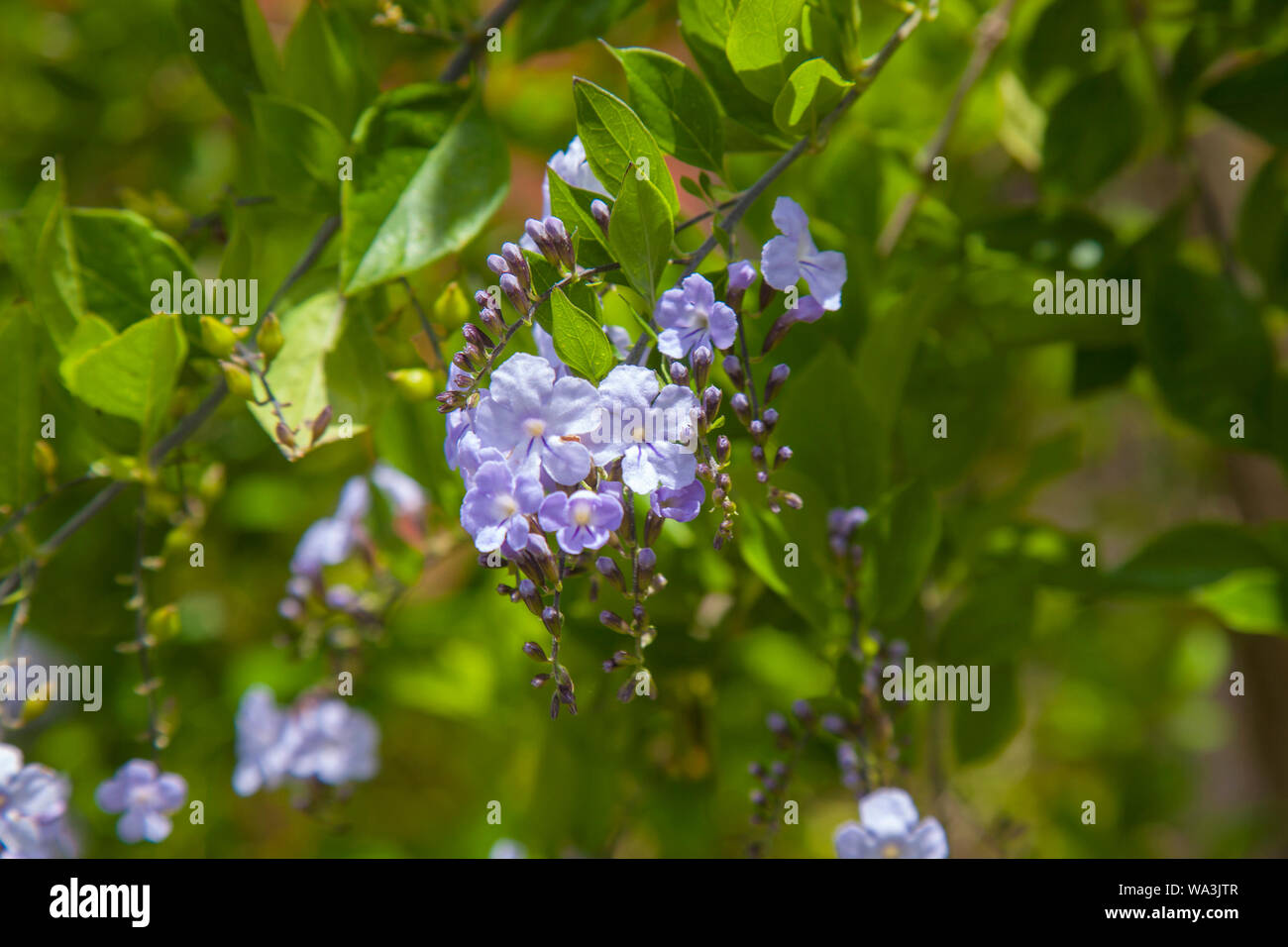 Clusters of blue flowers of Duranta erecta floral background Stock ...