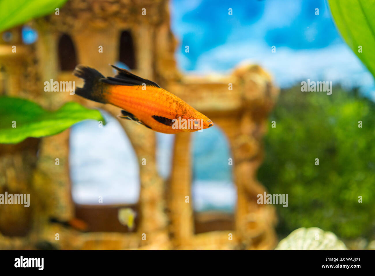 Tropical colorful fishes swimming in aquarium with plants. Goldfish ...