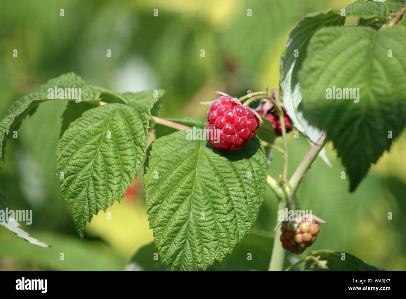 Raspberry, Rubus idaeus, ripe red fruit and a ripening green one with ...