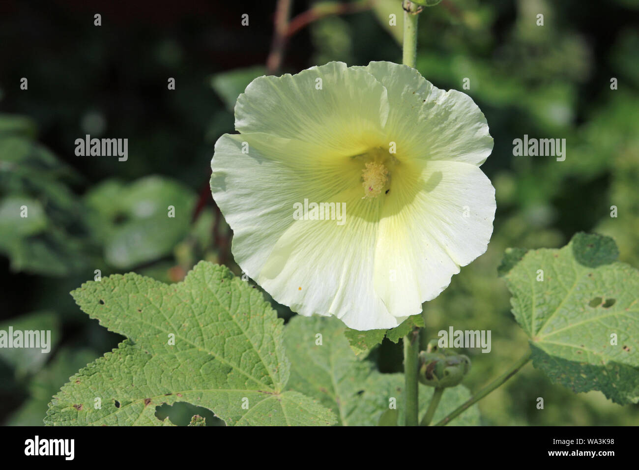 Single yellow hollyhock, Alcea species, flower with leaves and a ...