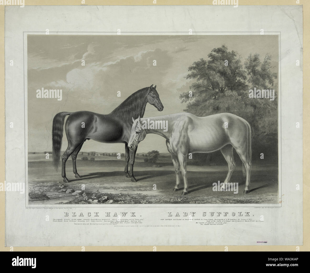 Lady with the hawk hi-res stock photography and images - Alamy