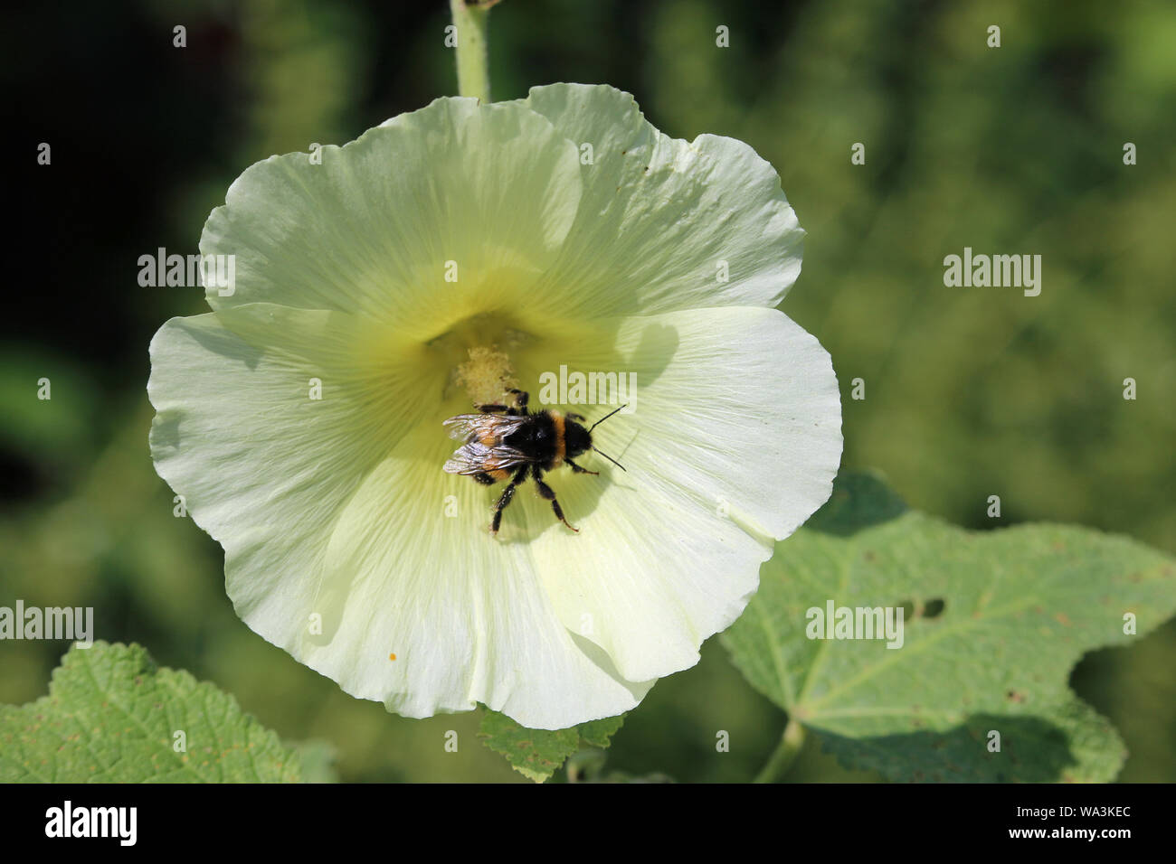 Single yellow hollyhock, Alcea species, flower with a bumblebee and a ...