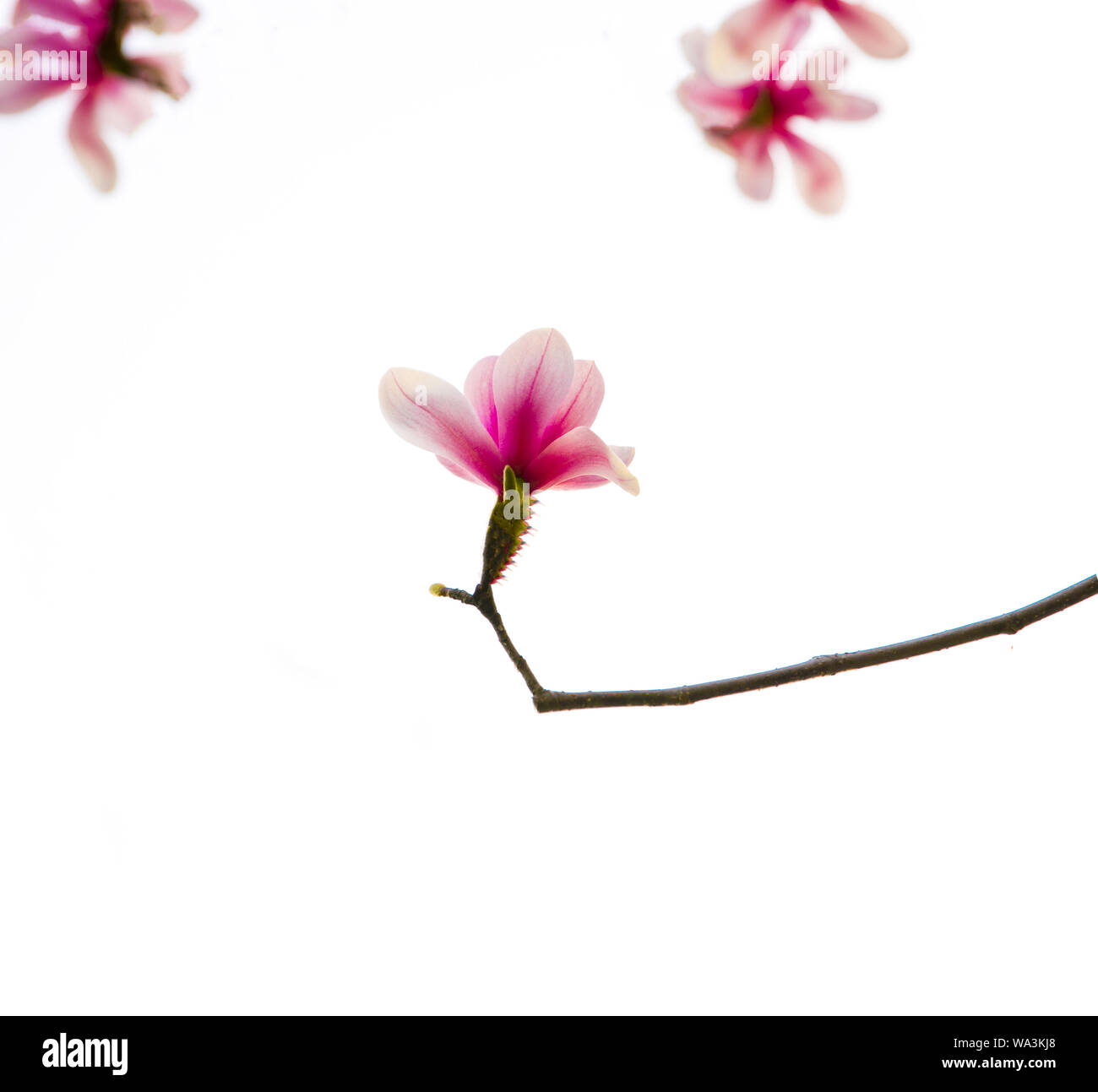 Opening magnolia flower Cut Out Stock Images & Pictures - Alamy