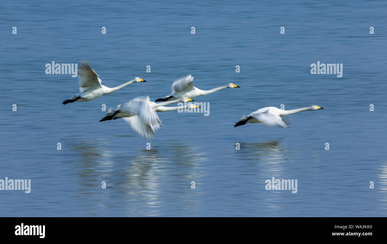 Migrating swan hi-res stock photography and images - Alamy