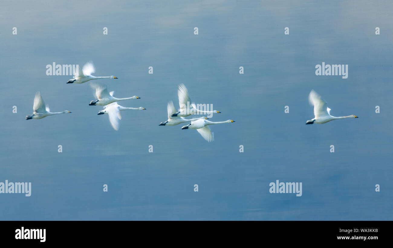 Migrating swan hi-res stock photography and images - Alamy