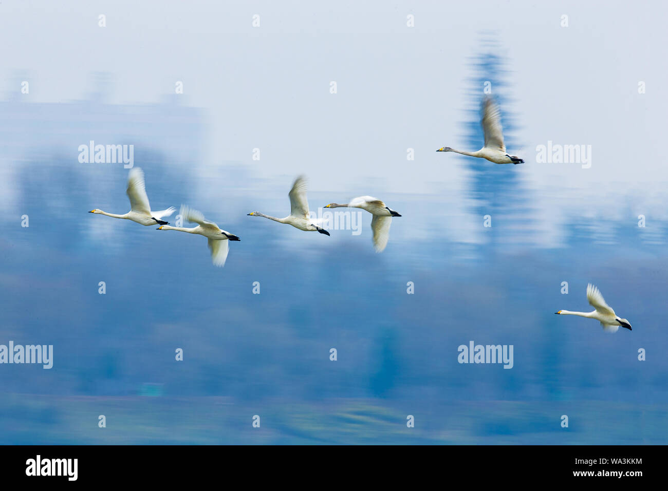 Migrating swan hi-res stock photography and images - Alamy