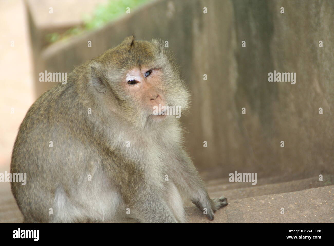 Monkey in temple hi-res stock photography and images - Alamy