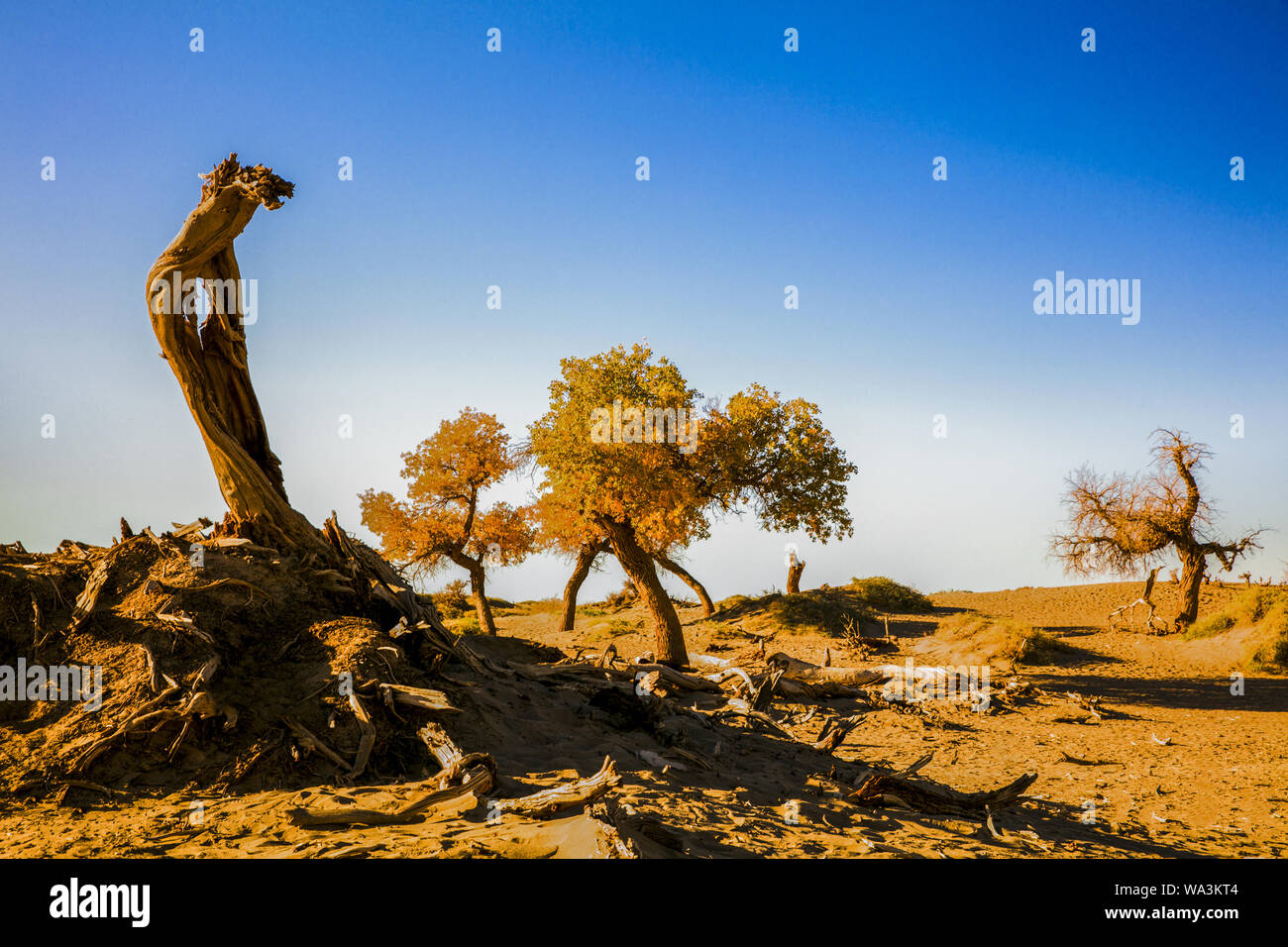 Ejin banner hi-res stock photography and images - Alamy