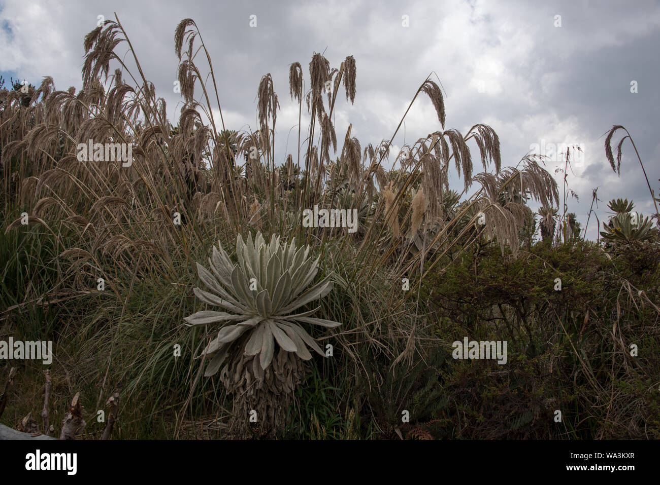 Grass paramo hi-res stock photography and images - Alamy