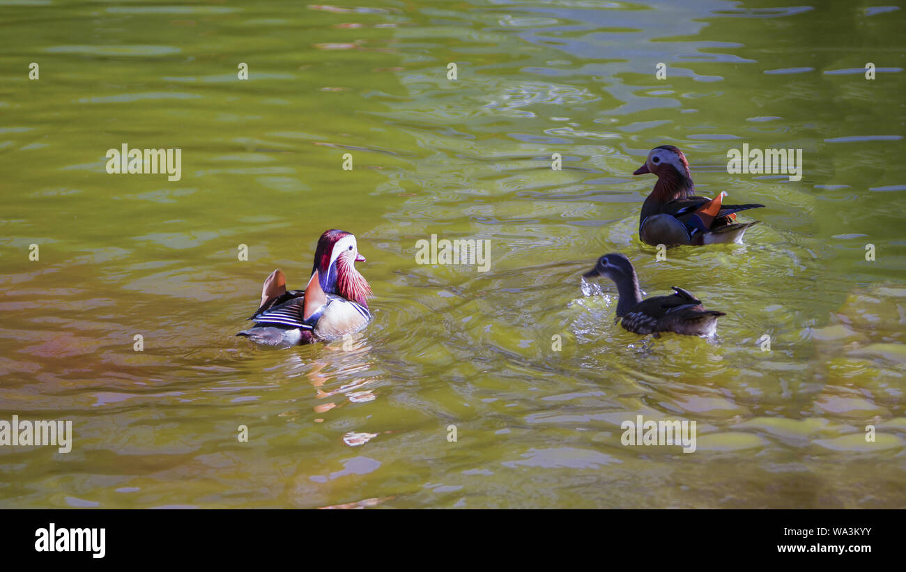 Duck side angle view hi-res stock photography and images - Alamy