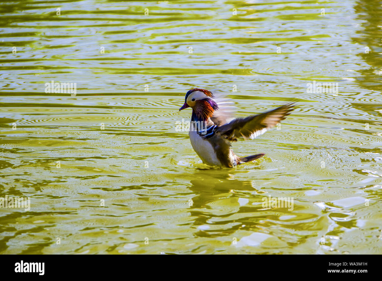 Duck side angle view hi-res stock photography and images - Alamy