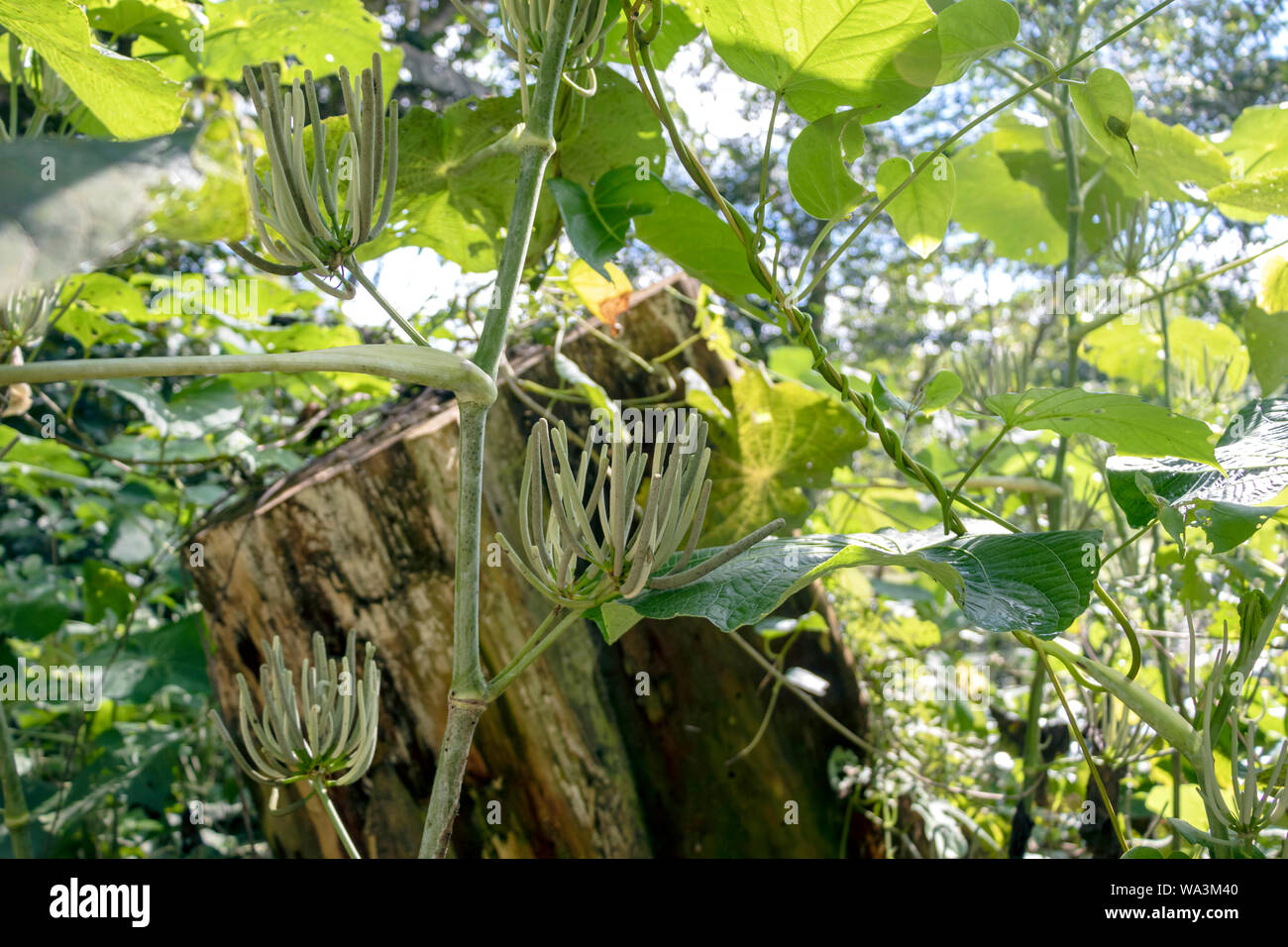 Green flora of the Bolivian jungle, rainforest landscape with dense ...