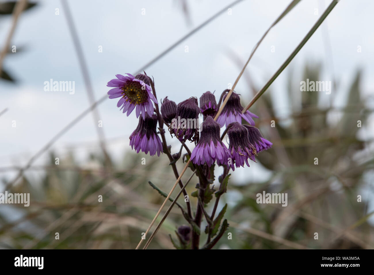 Plant of the northern andes hi-res stock photography and images - Alamy