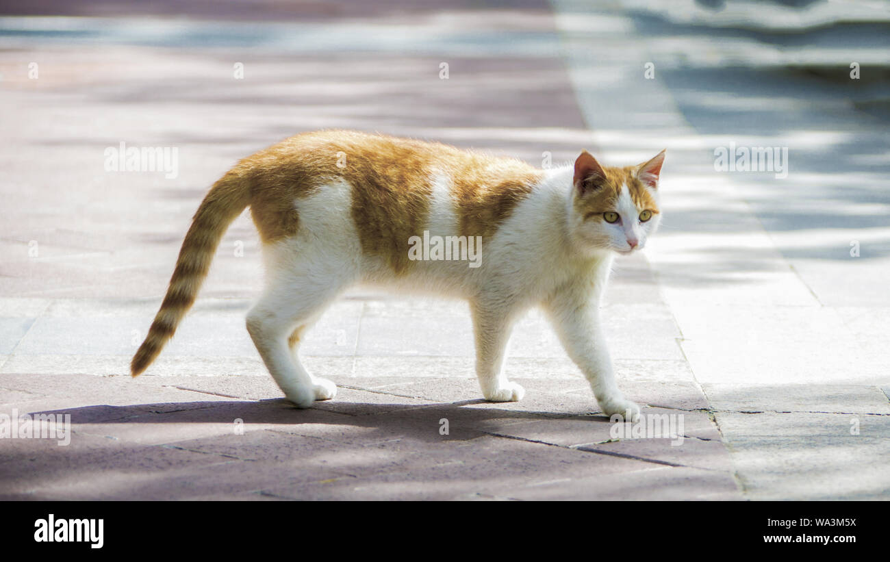 A cat in for a walk Stock Photo - Alamy