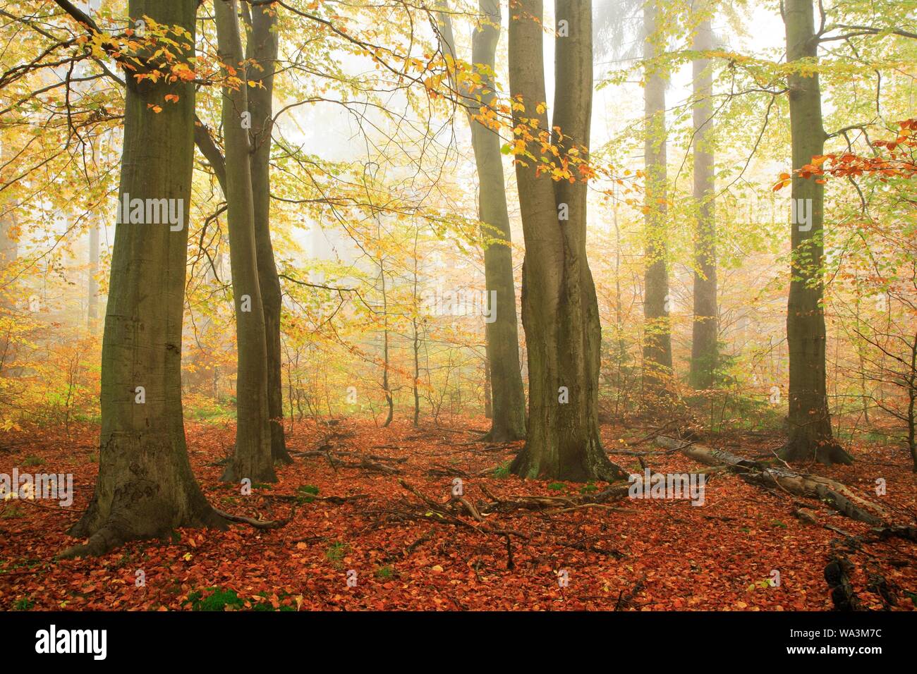 Beeches forest (Fagus) in autumn, dense fog, Harz, Saxony-Anhalt ...