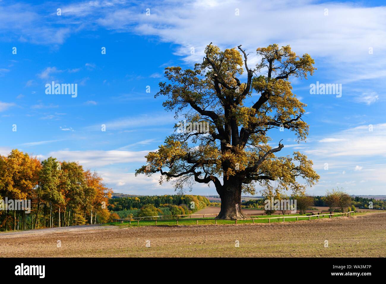 Natural monument cold Oak, huge solitary (Quercus) in autumn, near Gera ...