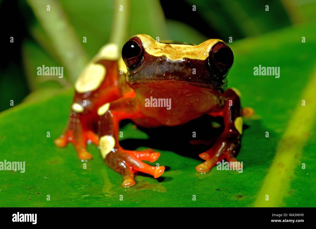 White leaf frog dendropsophus leucophyllatus hi-res stock photography ...