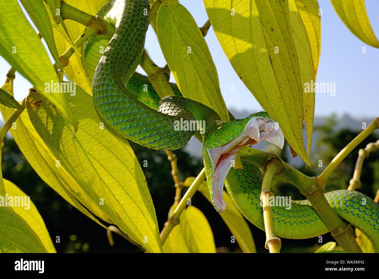 Pitviper hi-res stock photography and images - Alamy