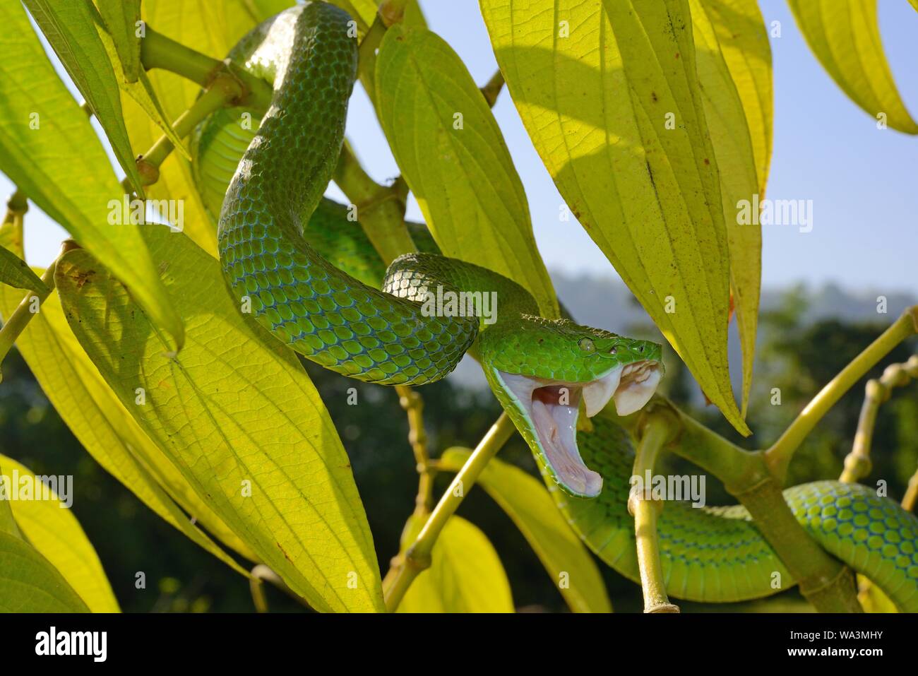 Barat Bamboo pitviper (Trimeresurus sabahi barati), biting, on a bush ...