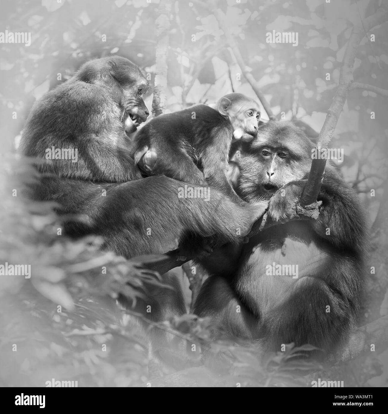 Monkey mammal wildlife hi-res stock photography and images - Alamy