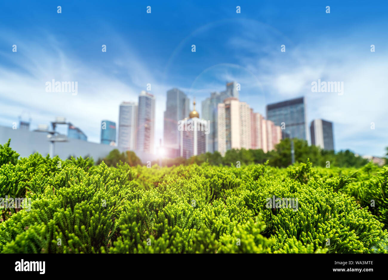 High-rise buildings near the lawn, Qingdao, China Stock Photo - Alamy