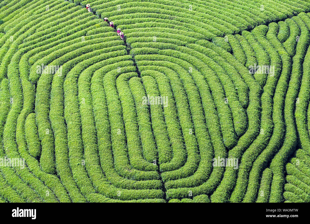 Planting tea hi-res stock photography and images - Alamy
