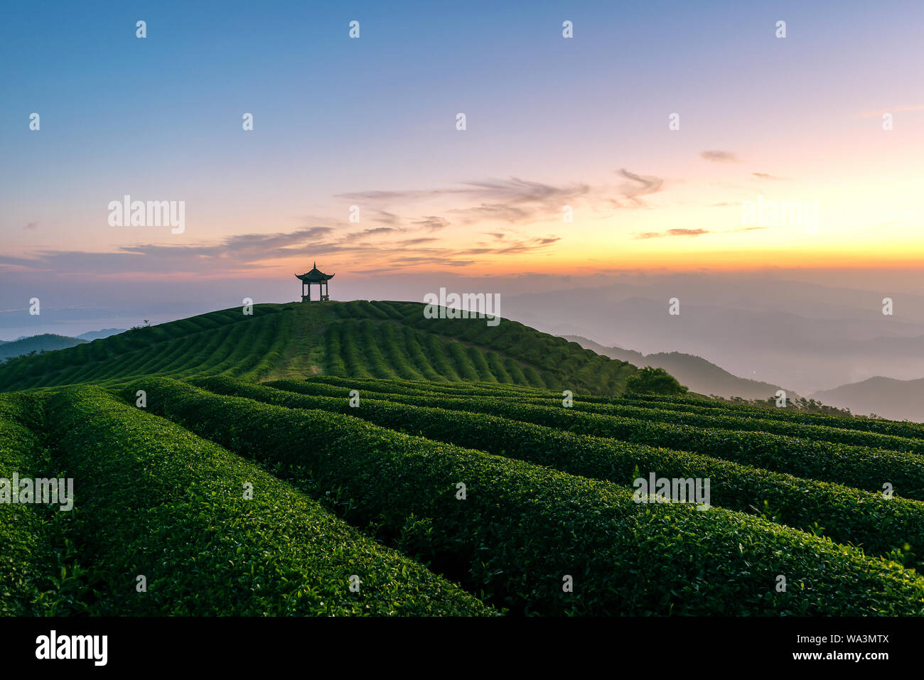 Tea mountain sunrise Stock Photo - Alamy