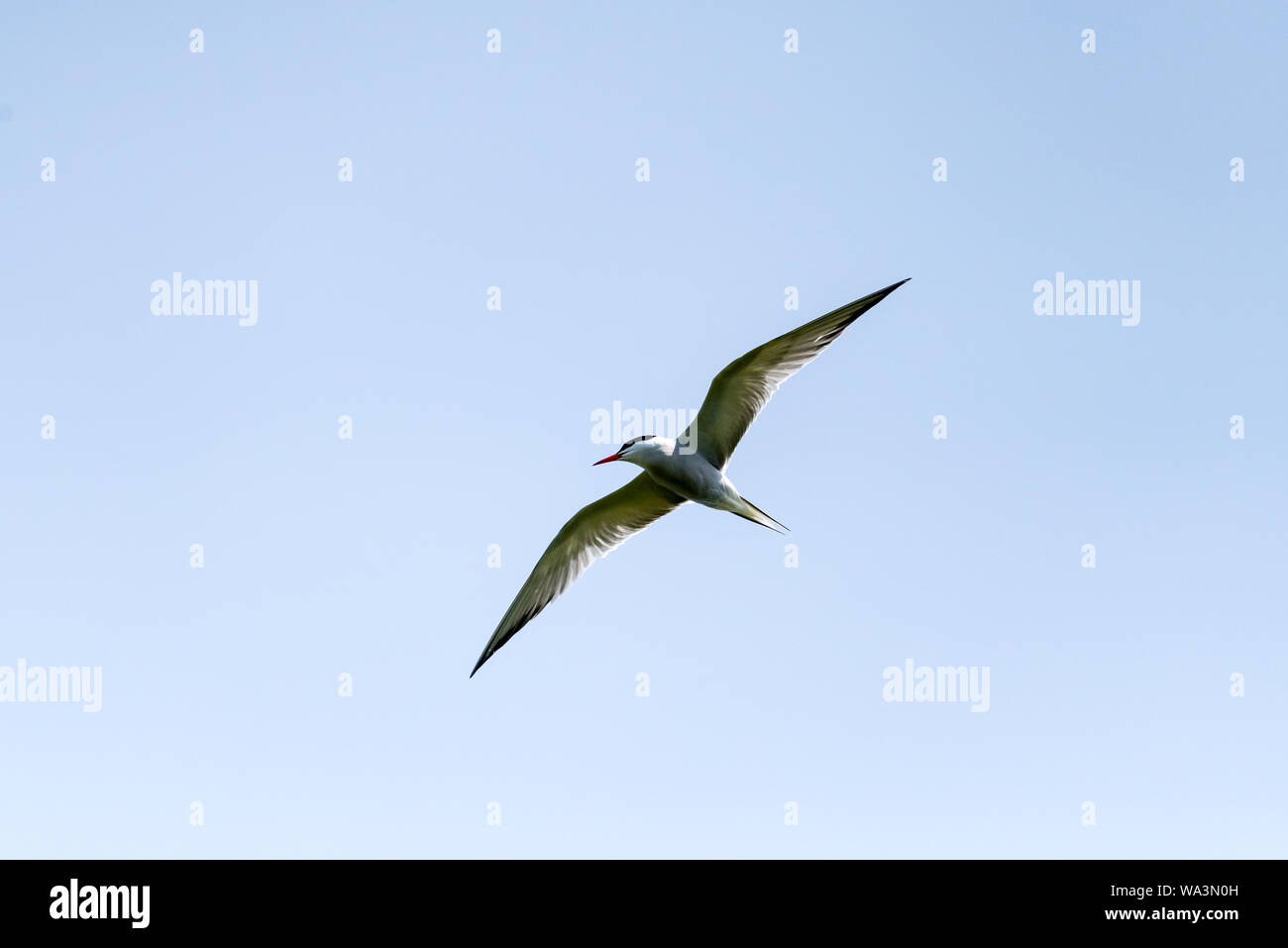 Arctic Tern flying over Machias Seal Island Stock Photo - Alamy