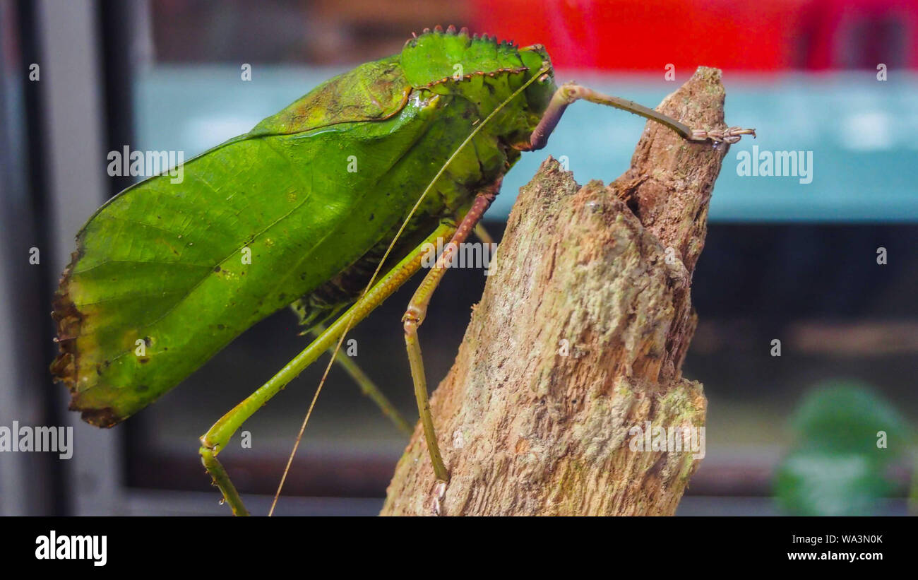 Green leaf insect resting on a brown branch Stock Photo - Alamy