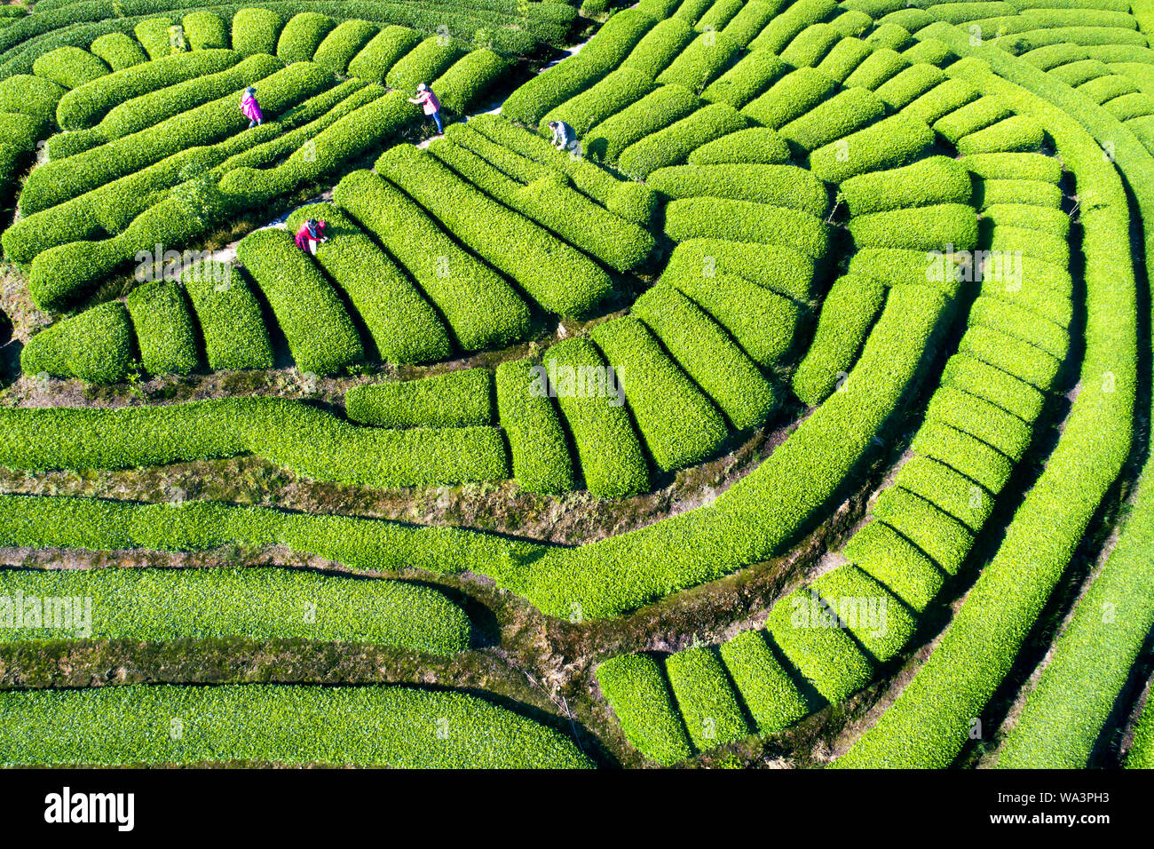 China tea fields hi-res stock photography and images - Alamy