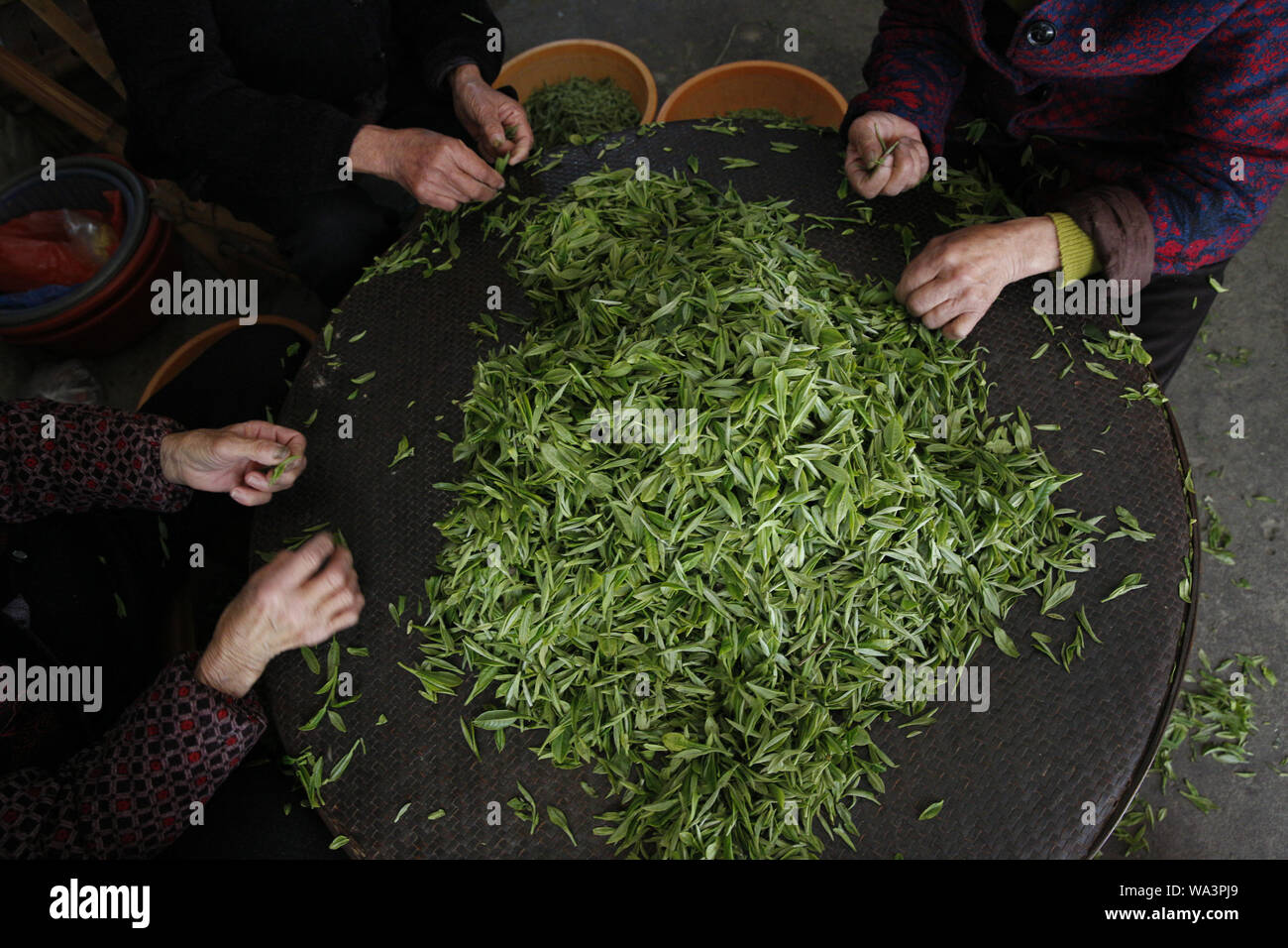 Spring tea picking hi-res stock photography and images - Alamy