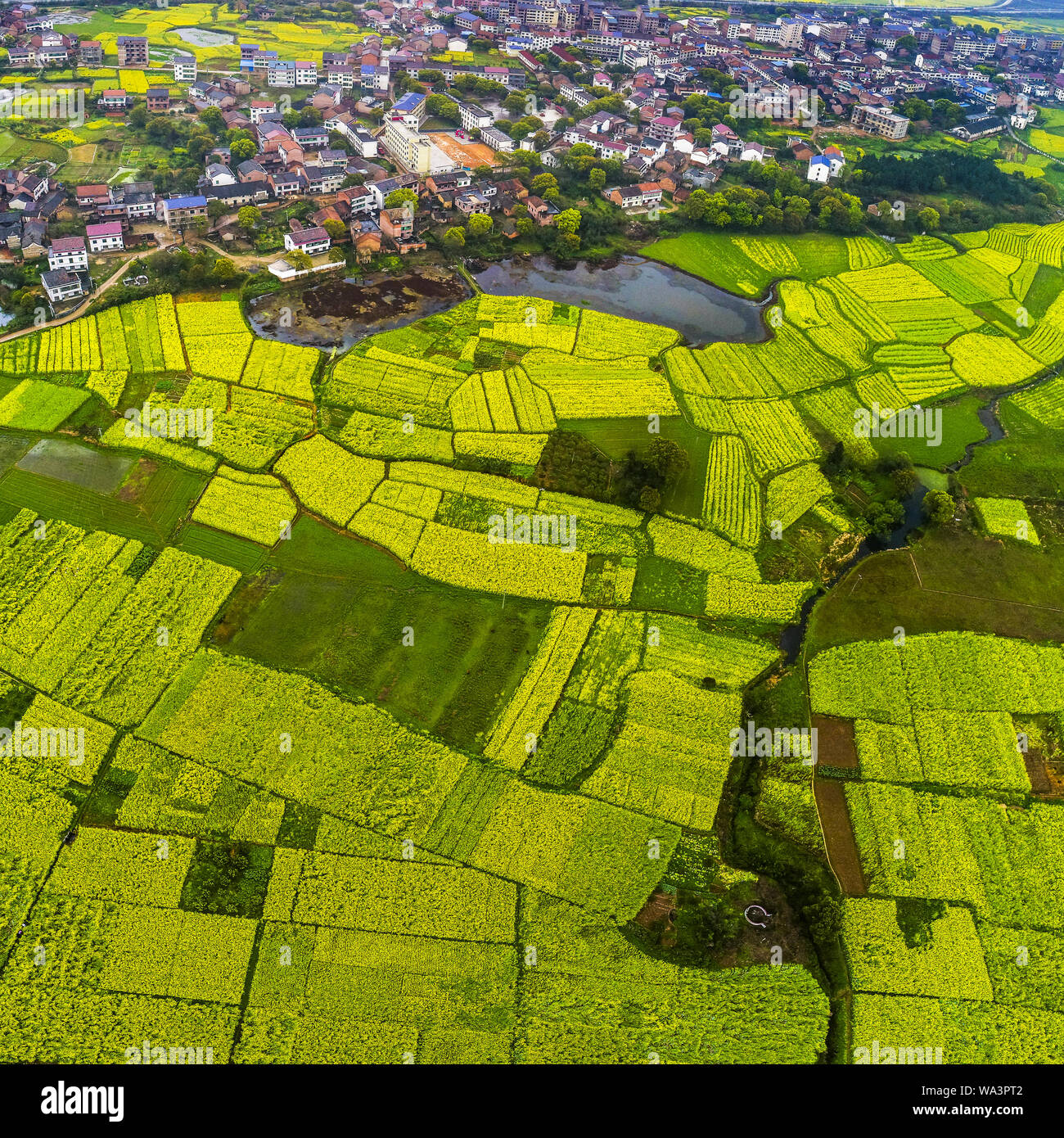 Village, rape, green countryside and rural economy Stock Photo - Alamy