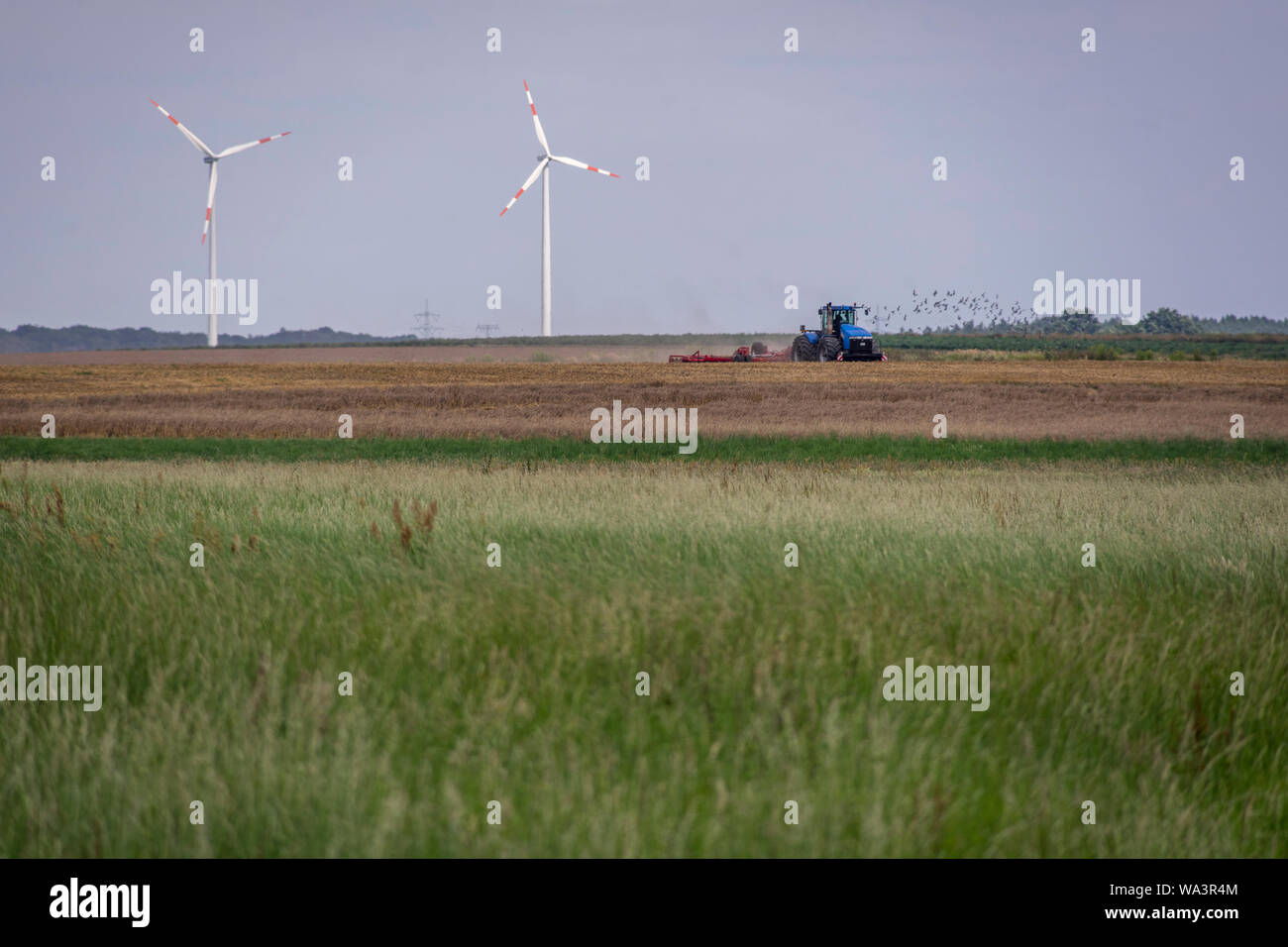 After harvesting the wheat a disc harrow breaks up the land, to chop ...