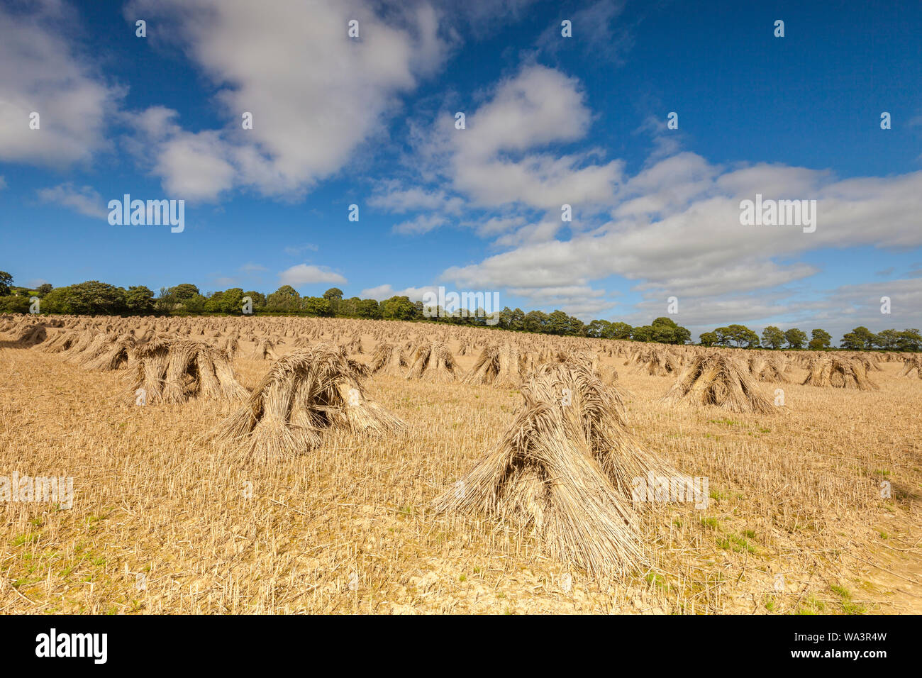 Golden sheaves hi-res stock photography and images - Alamy