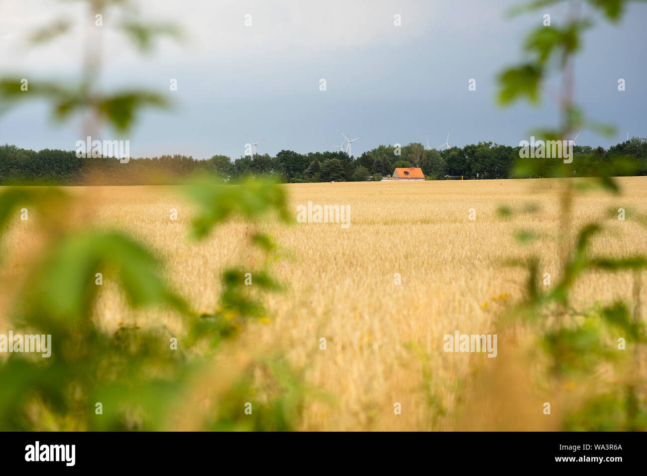 Grain landscape hi-res stock photography and images - Alamy